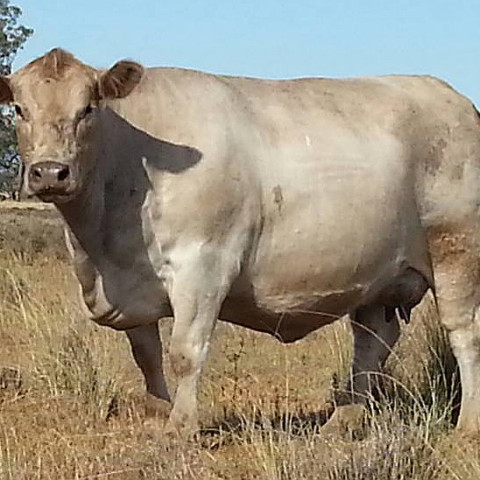 Emerald - Wallawong Murray Greys