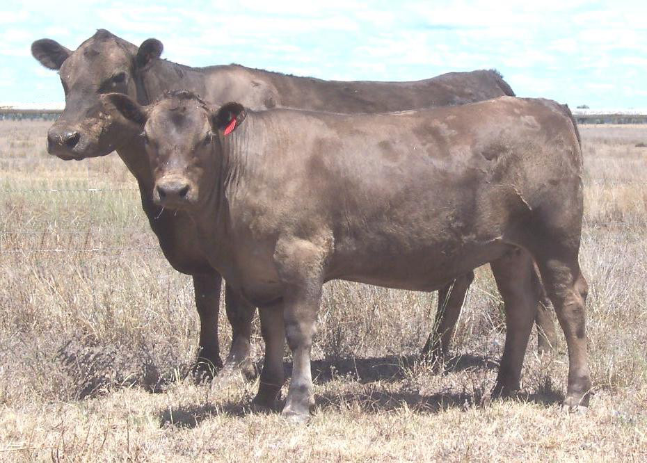 Gale - Wallawong Murray Greys