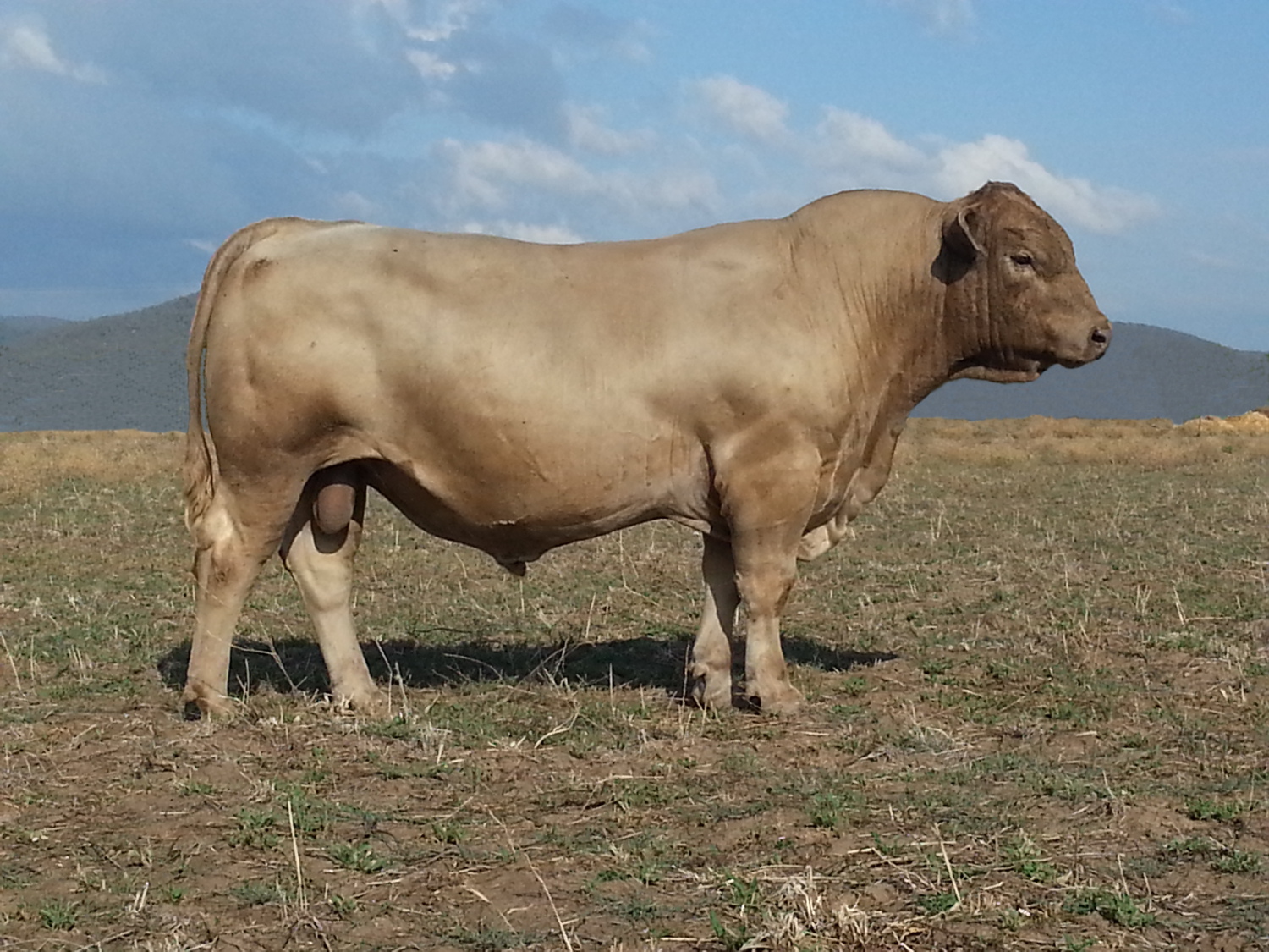 Your next bull is right here at the Murray Grey National Show and Sale ...