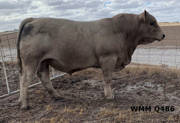 Murray Grey Bull Sires | Cattle Breeders | Studs